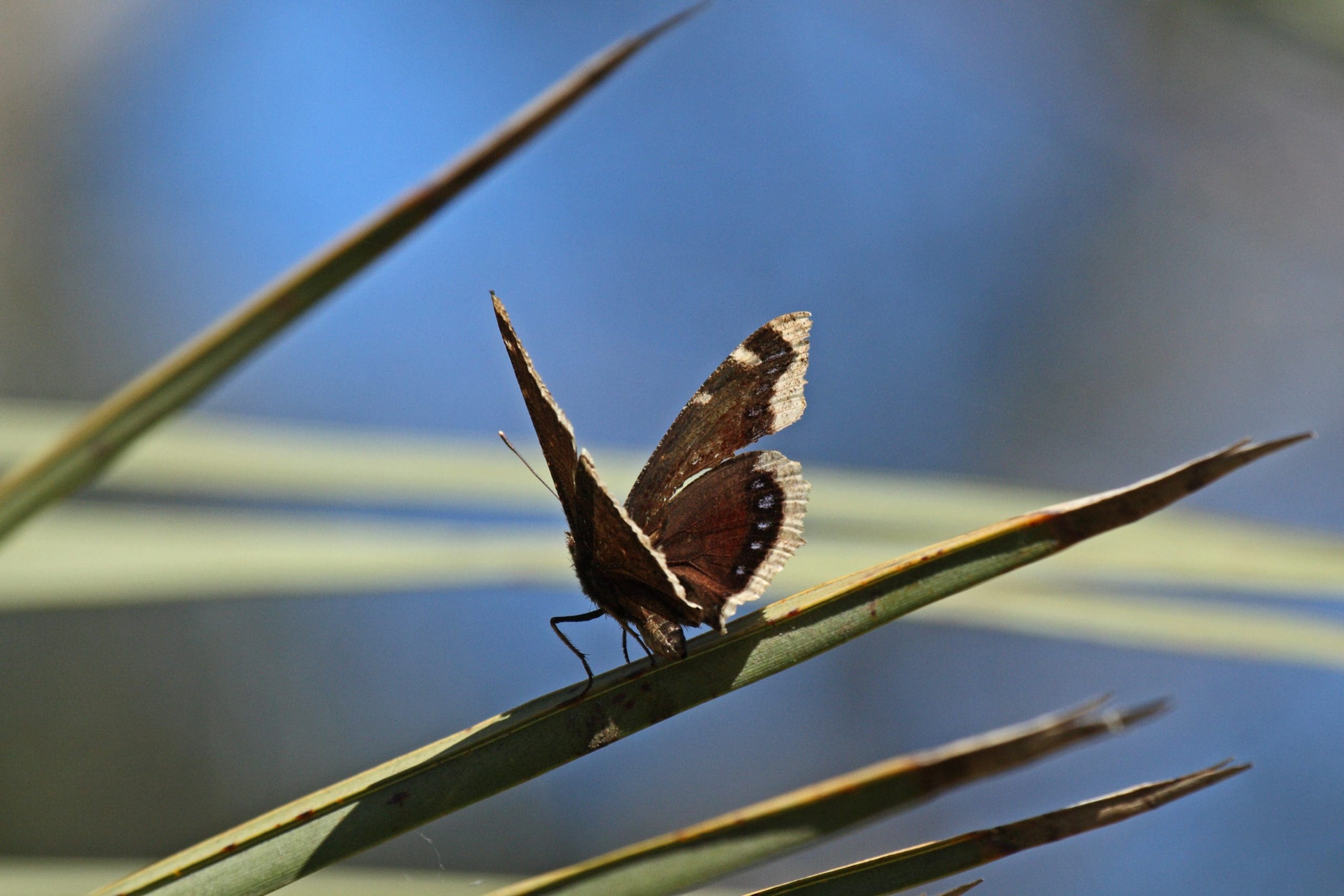 Museum of Natural History Unveils New Butterfly Pavilion - edhat