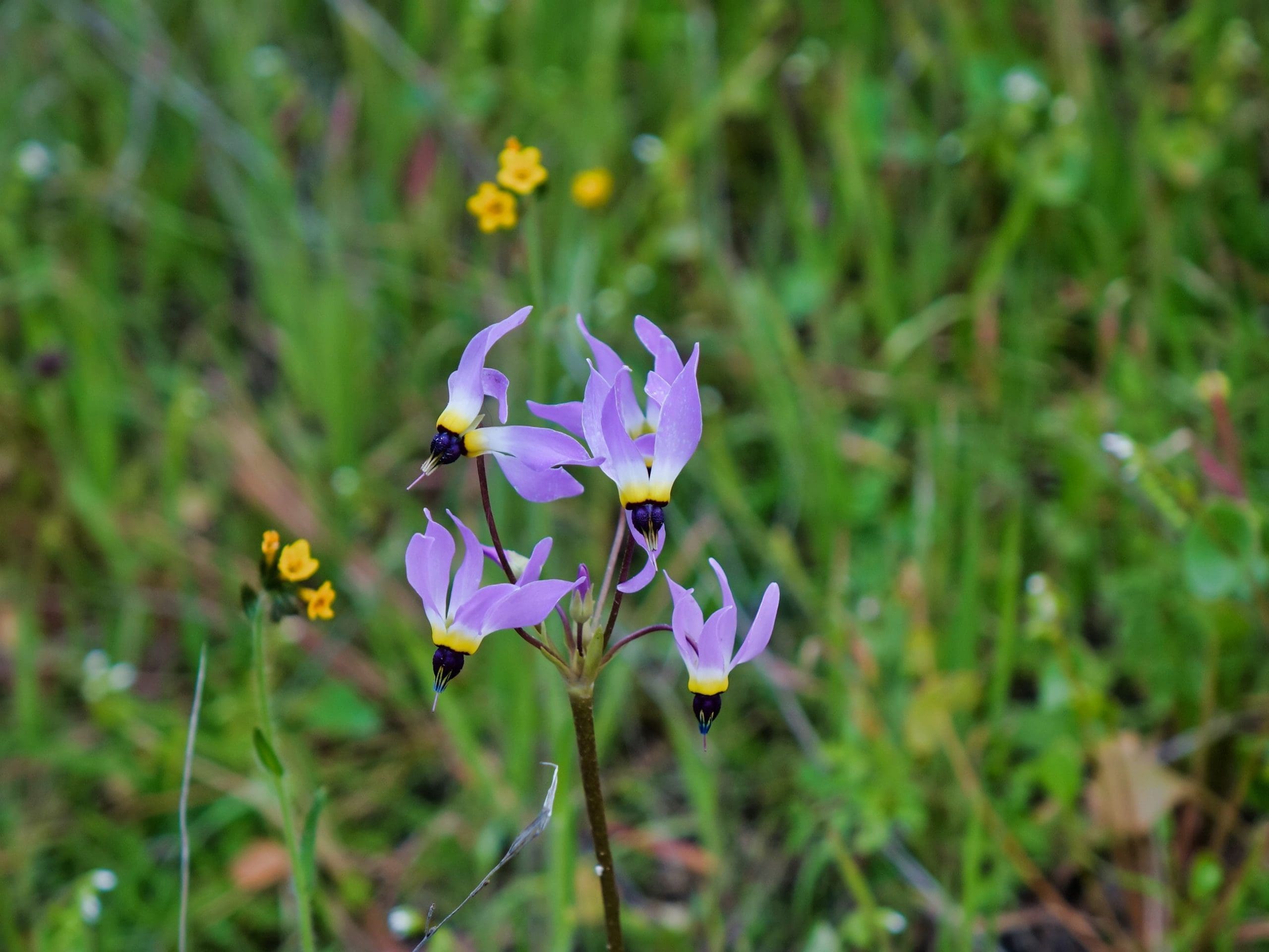 Lover's Loop Wildflower Hike - edhat