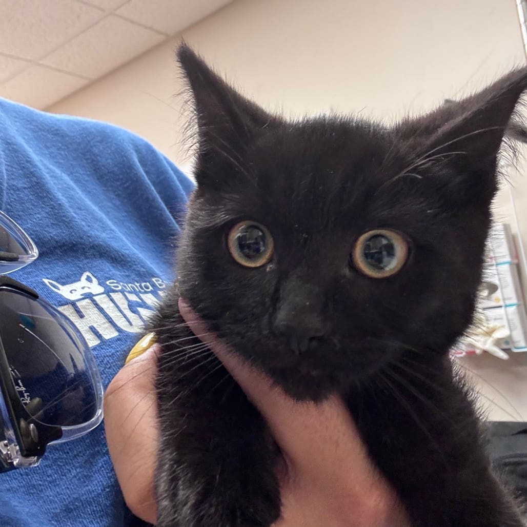 Cat Of The Week: Meep - edhat