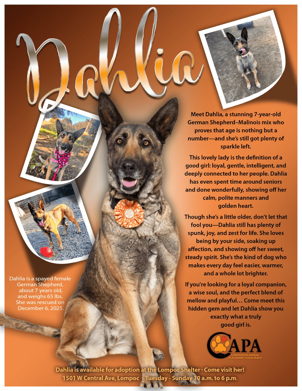 Dog Of The Week: Dahlia - edhat