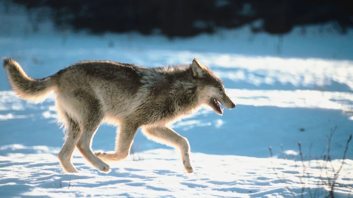 After 100 Years, A Rare Gray Wolf Is Spotted in California’s Sequoia ...