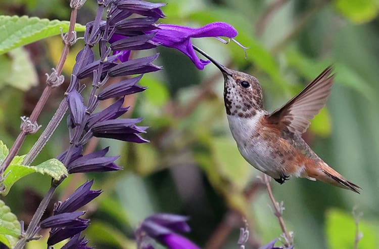 Tiny Titans of the Backyard: A Carpinteria Photographer's Fascination ...